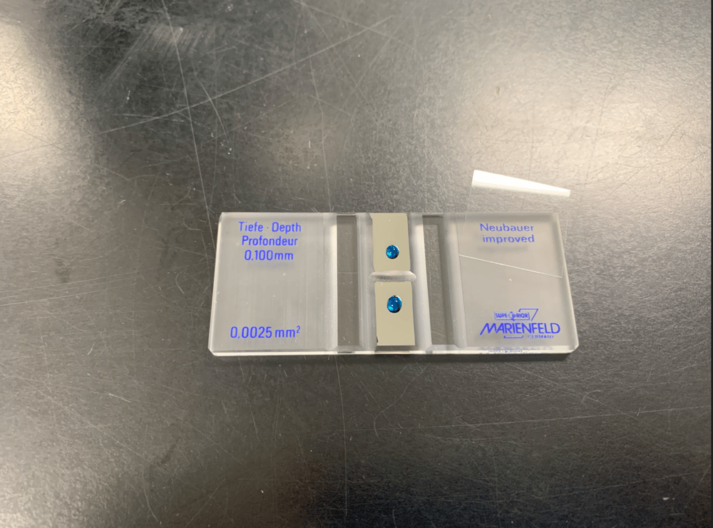 Cell Counting Your Yeast Culture