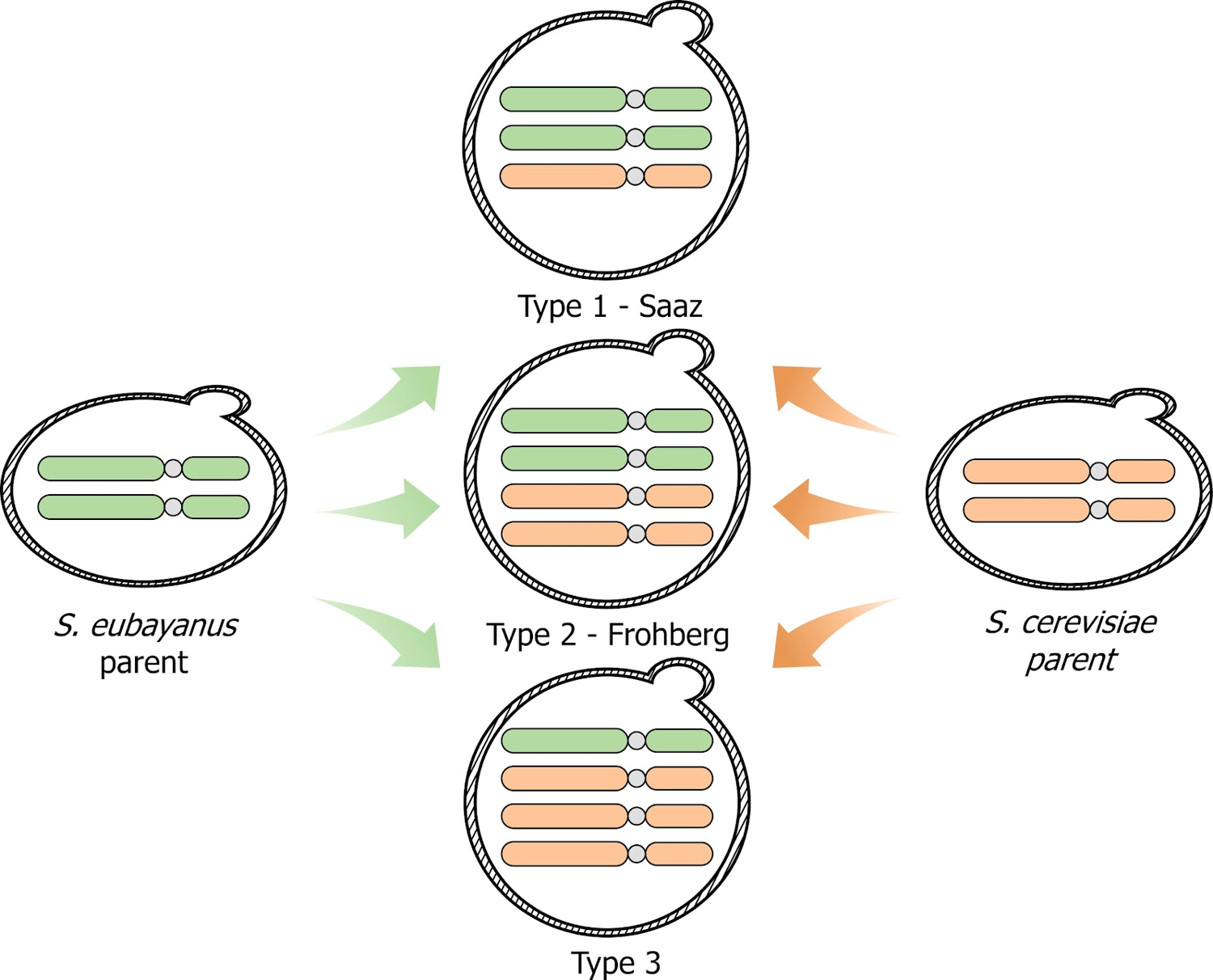 Identifying Lager vs Ale Strains